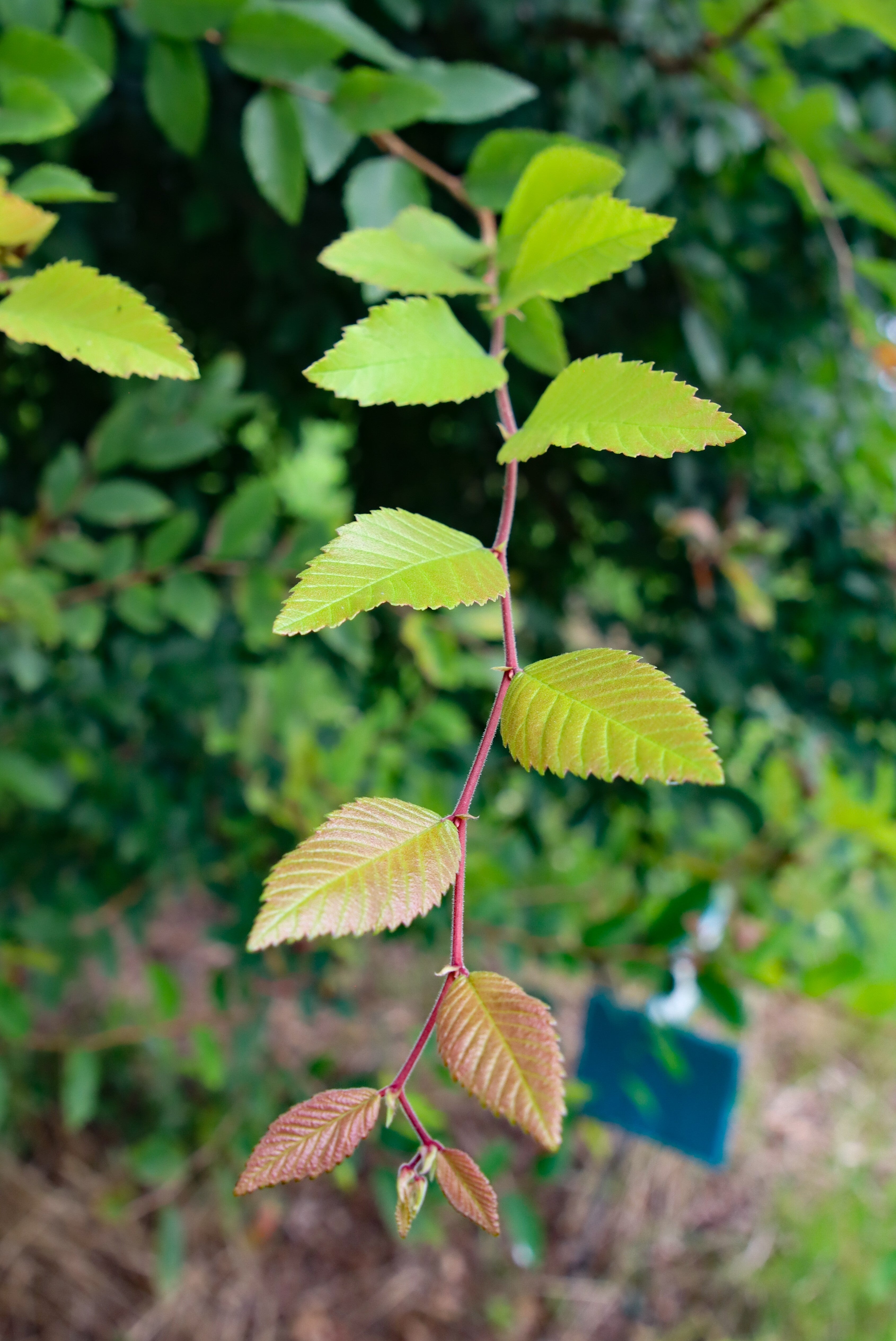 Ulmus Crassifolia Ucmtf Ppaf ~ Textyn™ Cedar Elm Moons Tree Farm