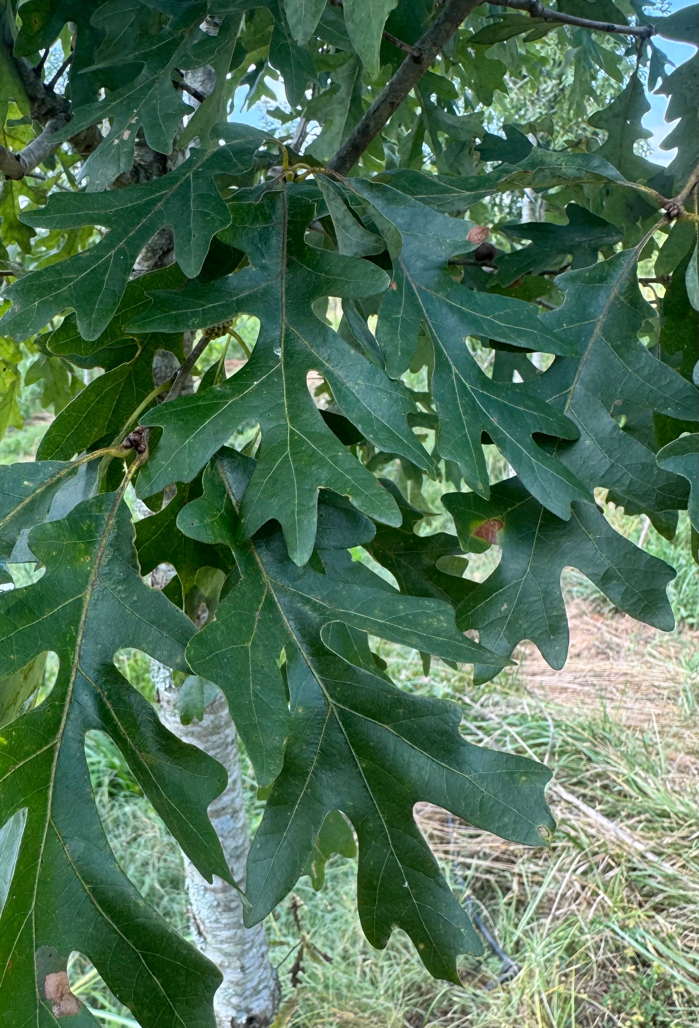 Quercus alba 'QAMTF' ~ Elkyn® White Oak – Moon's Tree Farm