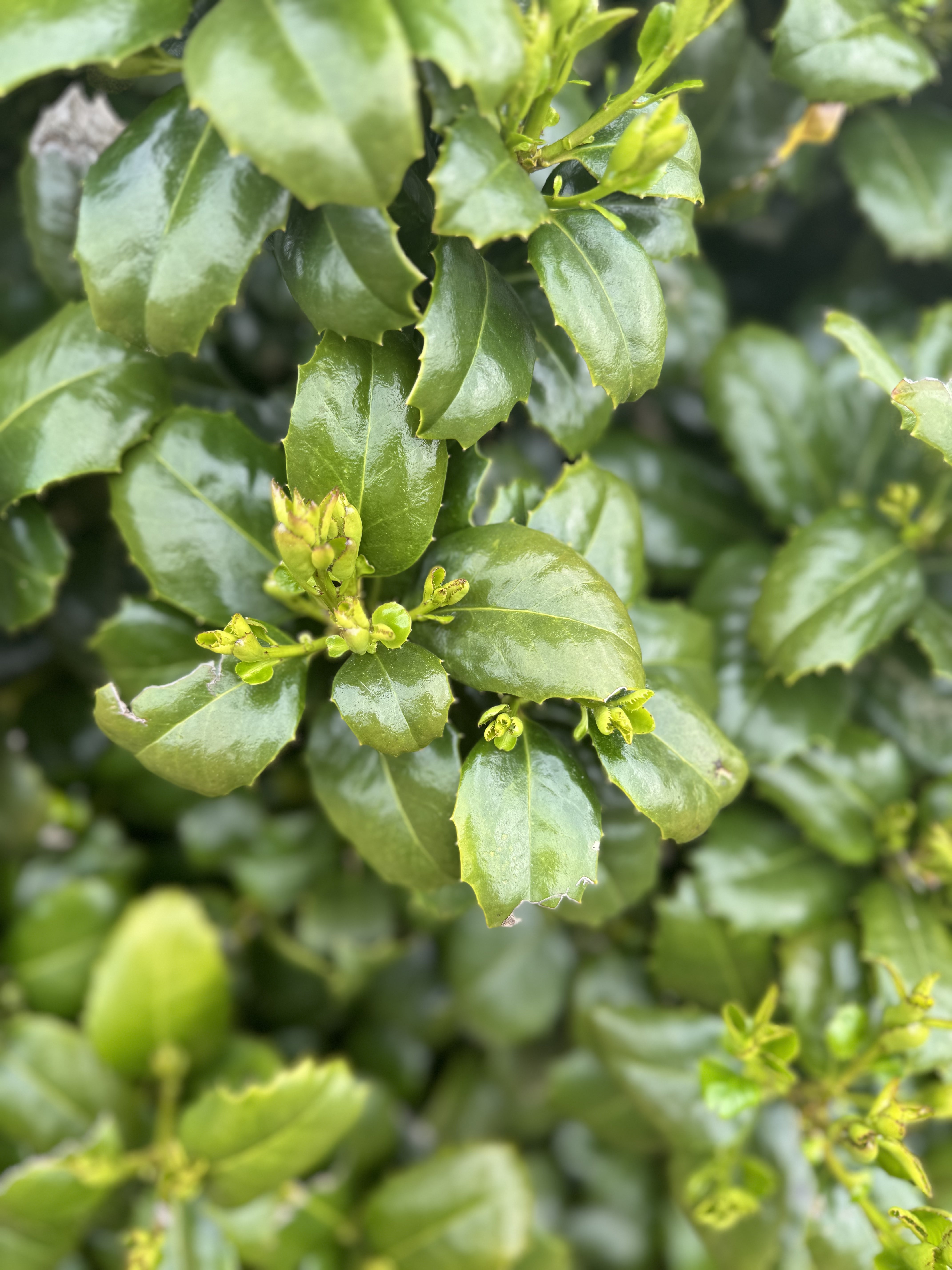 Ilex x 'Emily Bruner' ~ Emily Bruner Holly – Moon's Tree Farm