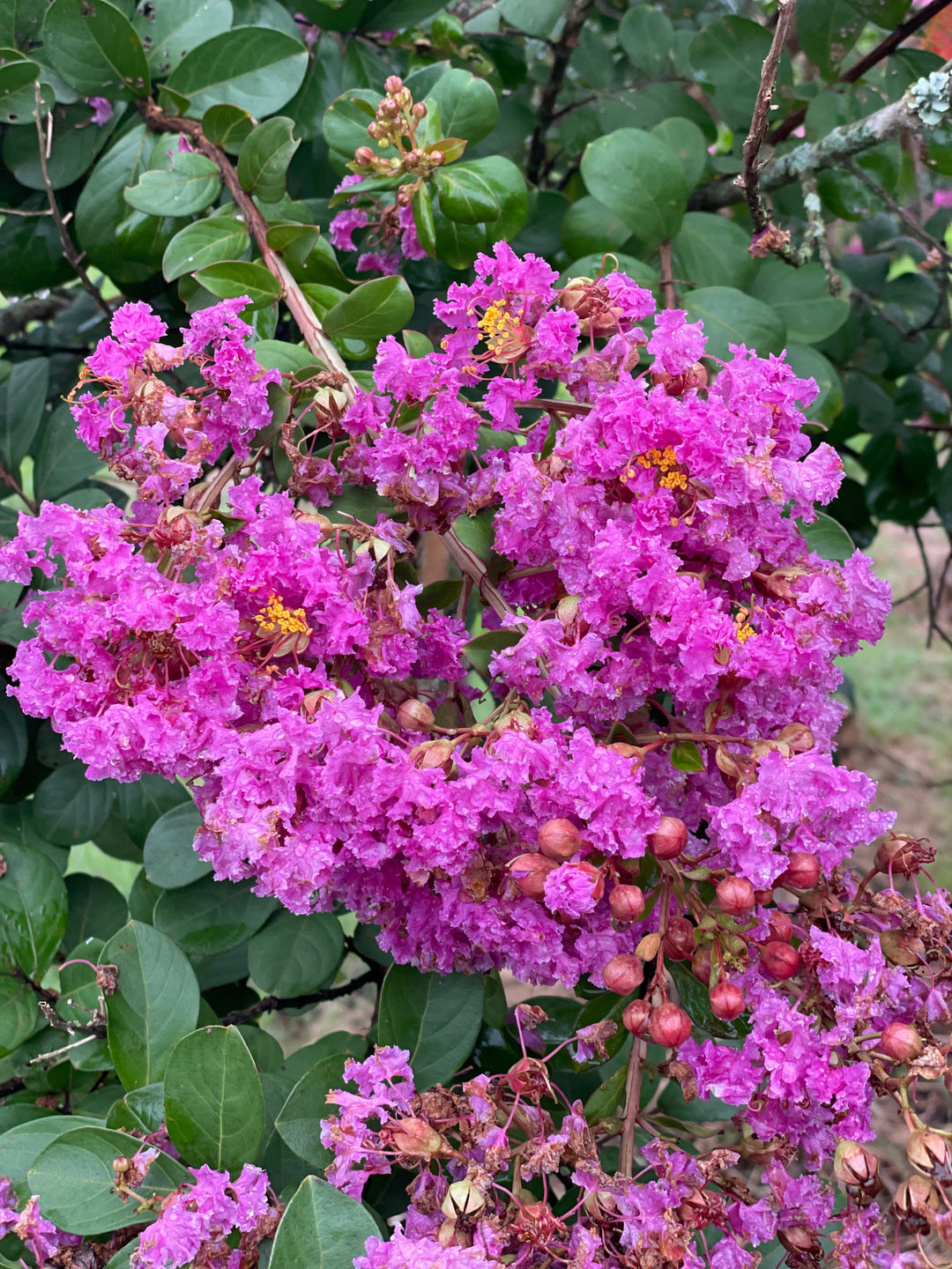Deep Purple Crape Myrtle Crape Myrtle (Lagerstroemia Indica) 50