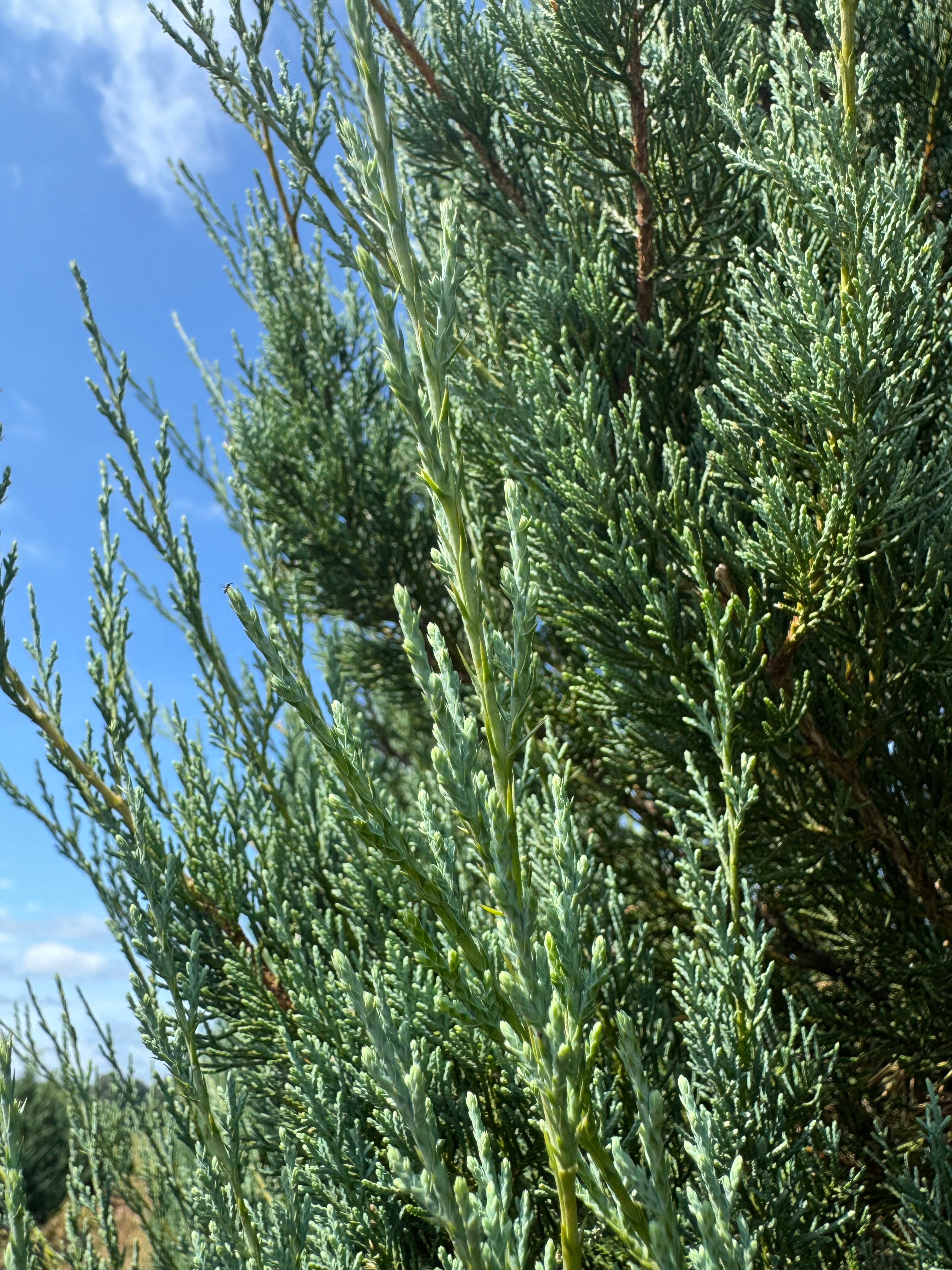 Juniperus virginiana 'Burkii' ~ Burkii Red Cedar – Moon's Tree Farm