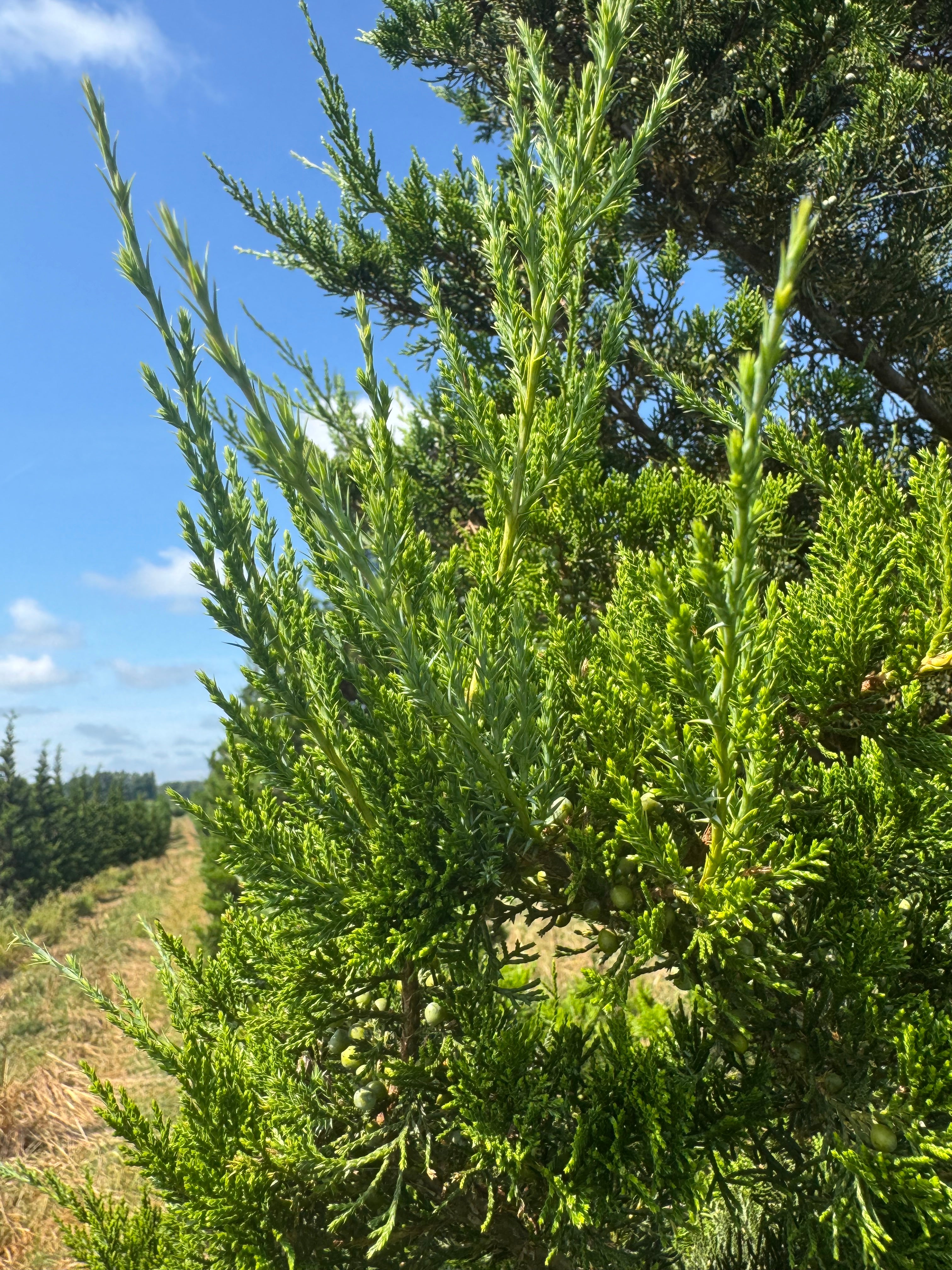 Juniperus virginiana 'Corcorcor' ~ Emerald Sentinel Red Cedar – Moon's ...