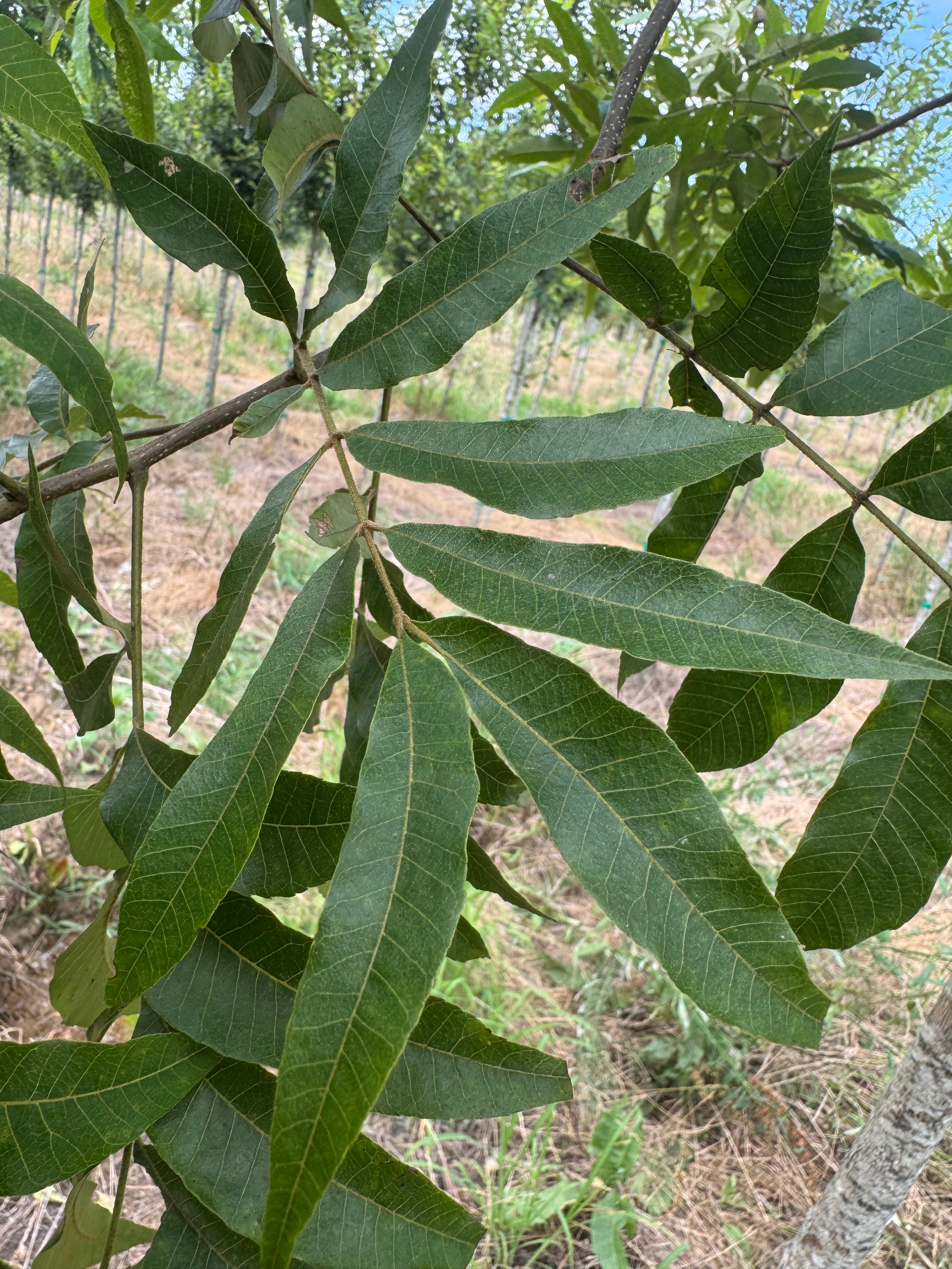 Carya aquatica ~ Water Hickory – Moon's Tree Farm