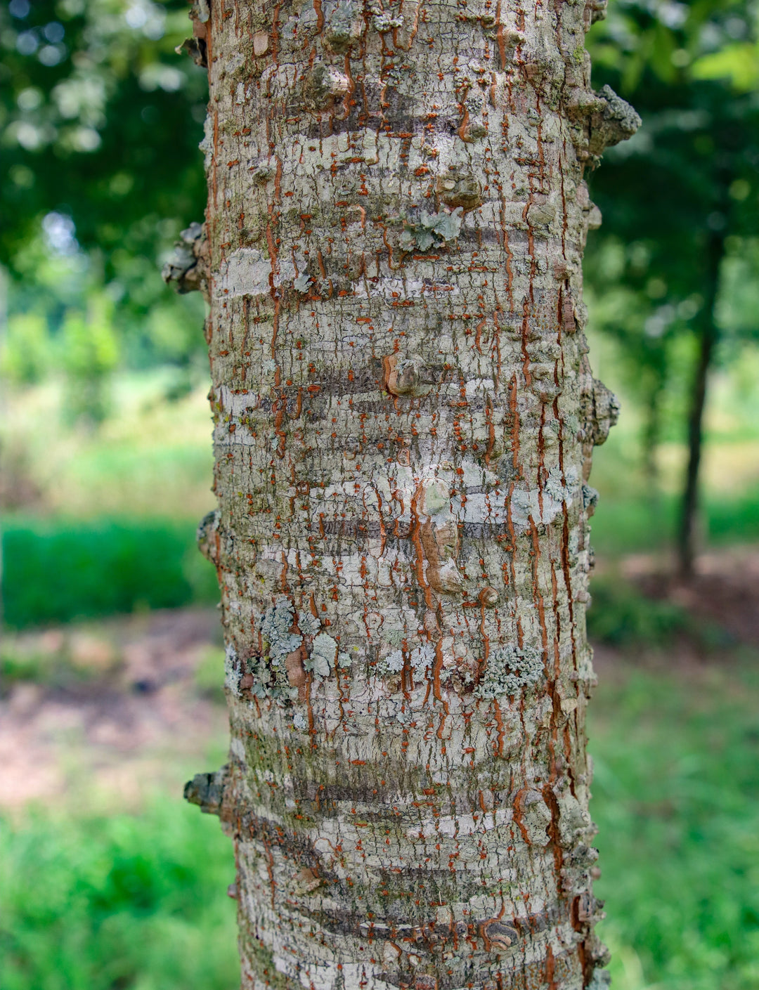 Winged Elm Bark Elms Edisto Island Open Land Trust, South Carolina