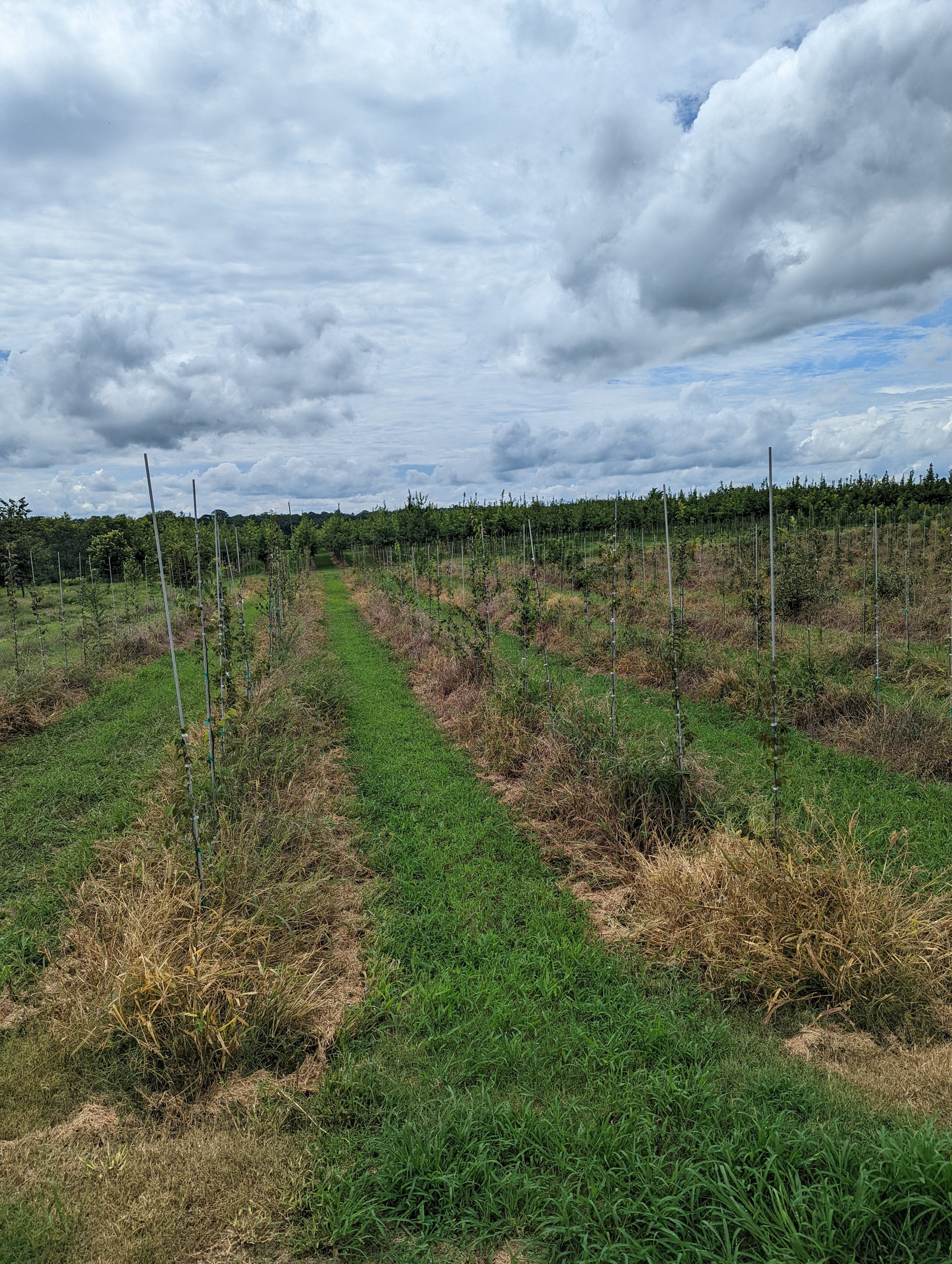Gallery – Moon's Tree Farm