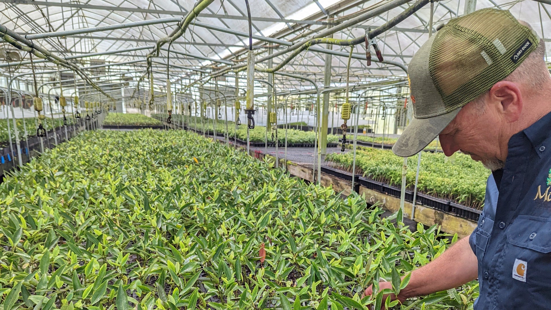 Gallery – Moon's Tree Farm