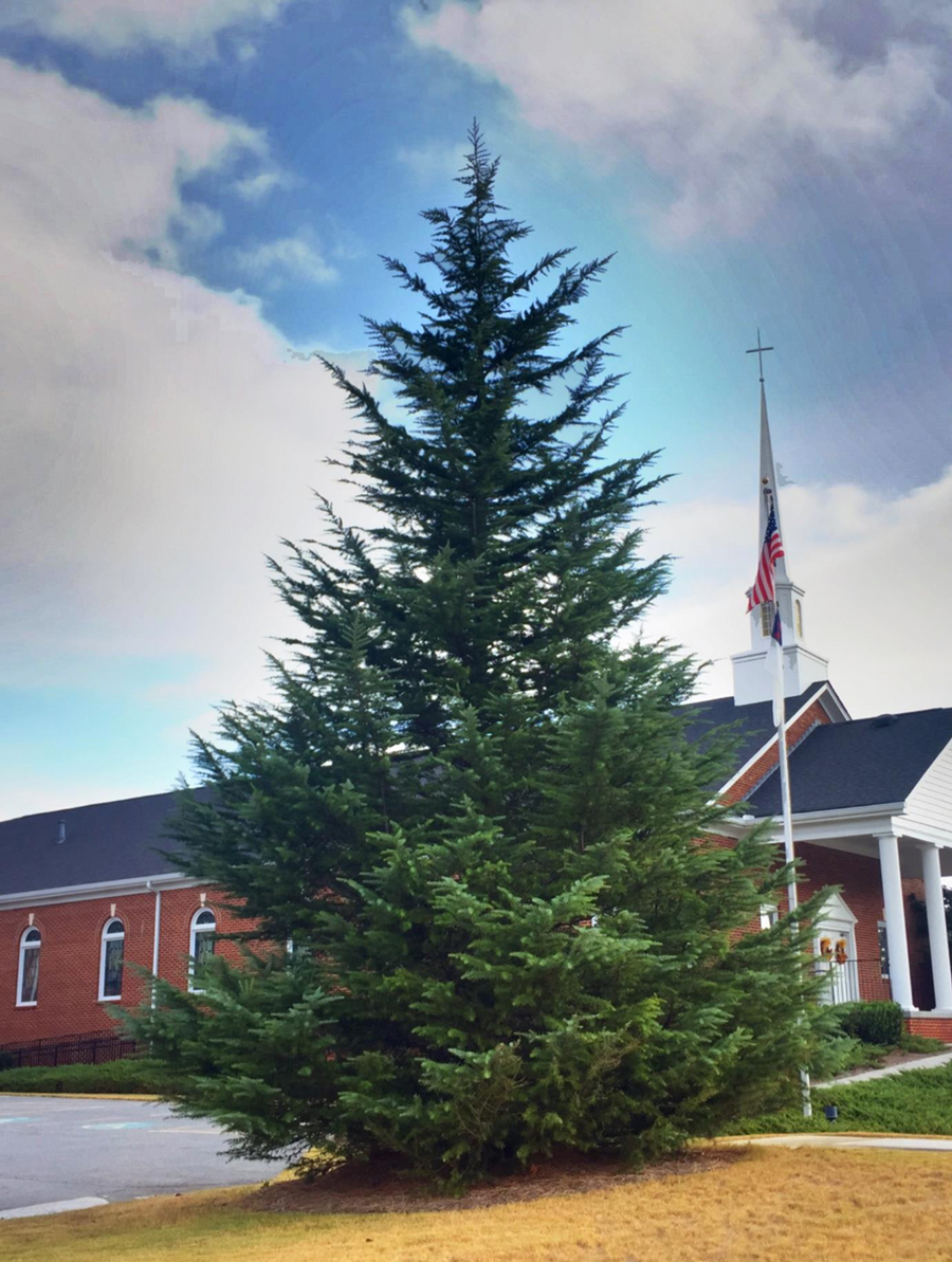 Gallery – Moon's Tree Farm