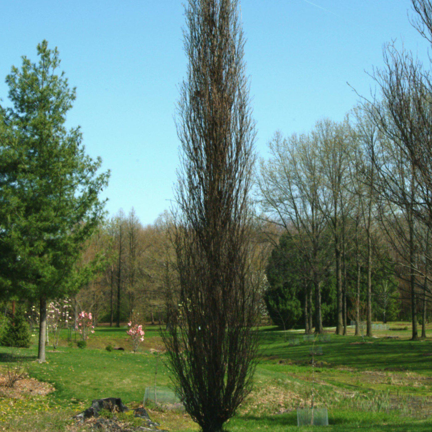 Quercus robur x bicolor ‘Nadler’ ~ Kindred Spirit® Oak – Moon's Tree Farm