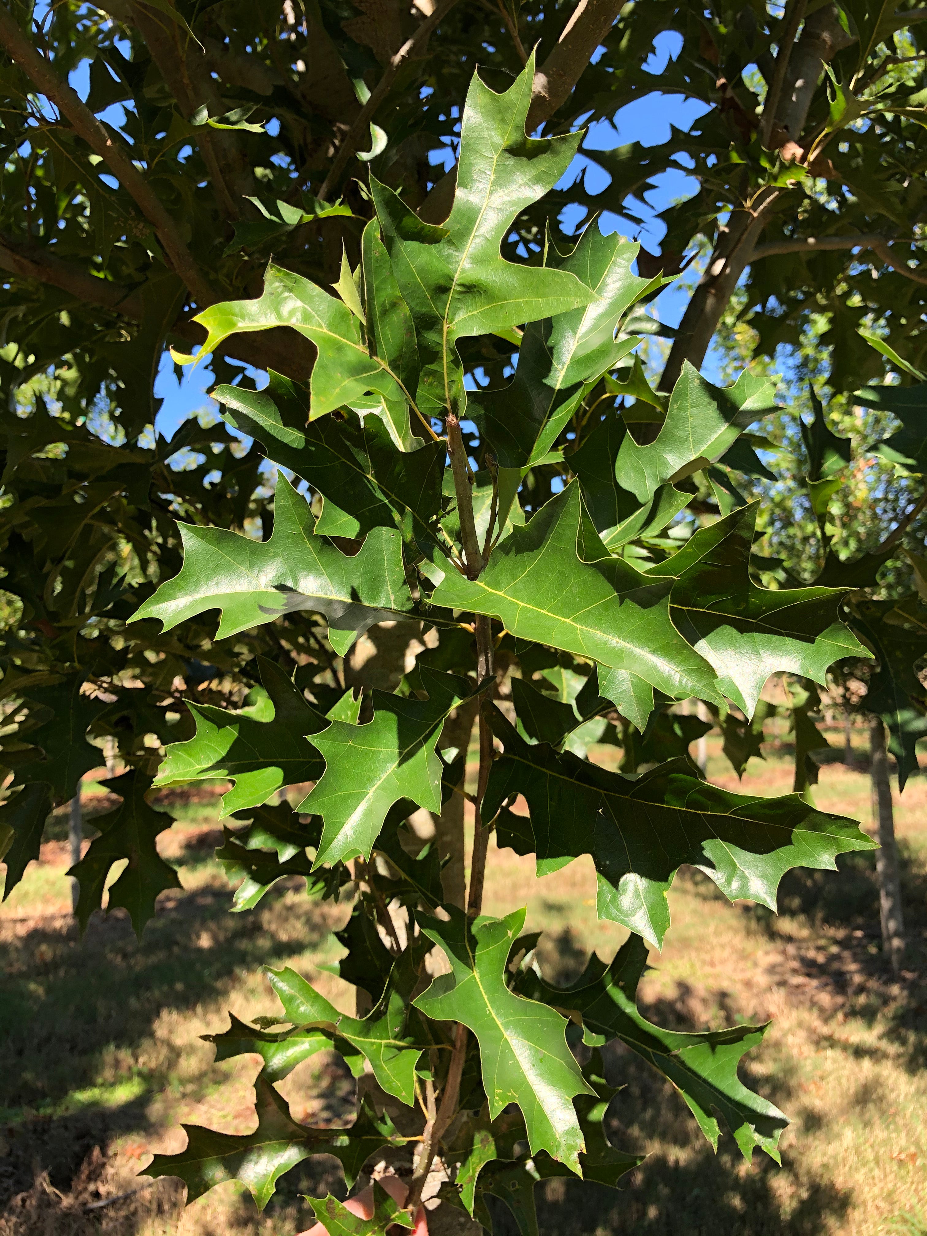 Quercus nuttallii ‘QNMTF2’ ~ Solstyce® Upright Nuttall Oak – Moon's ...
