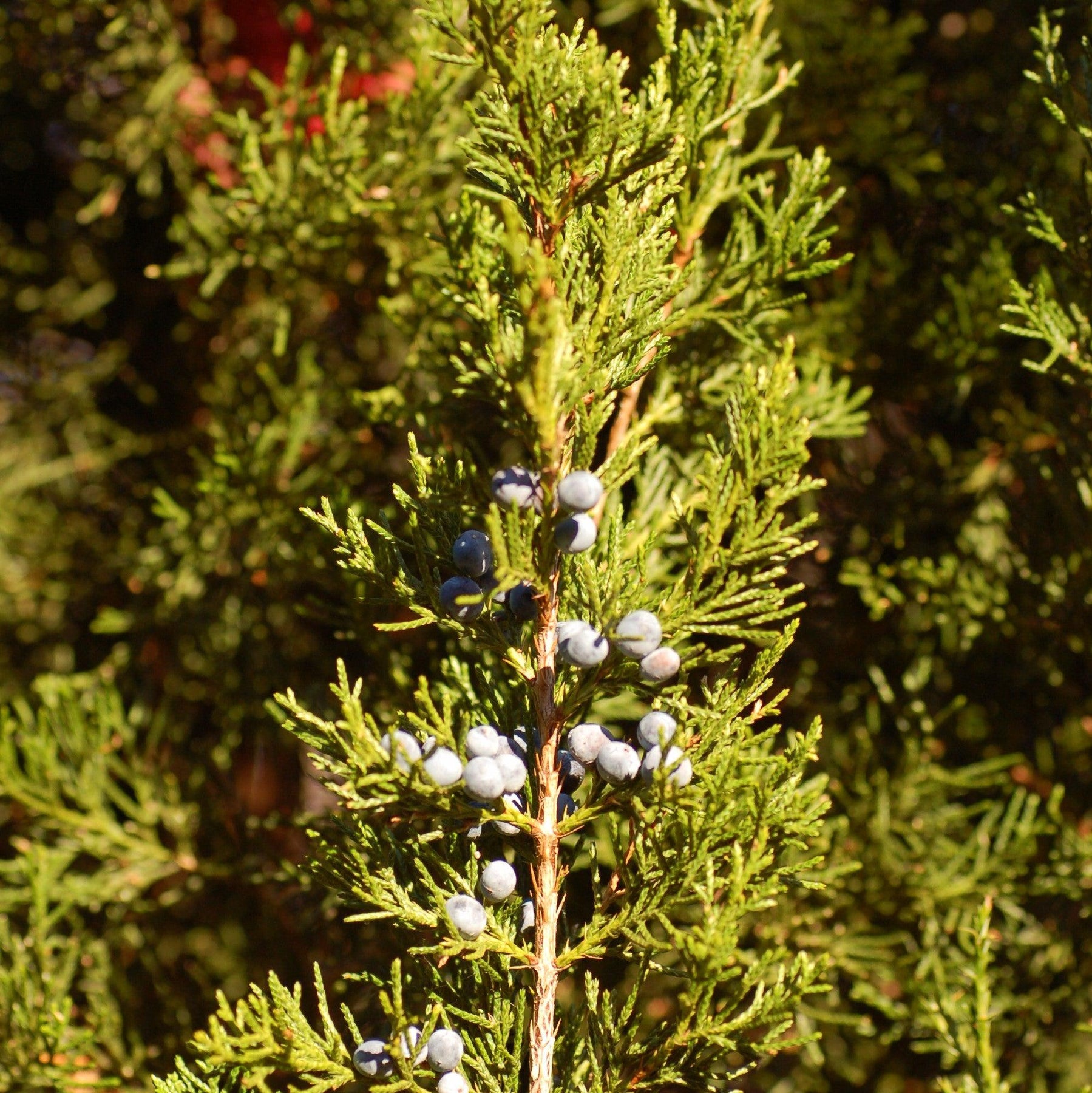 Juniperus virginiana 'Corcorcor' ~ Emerald Sentinel™ Red Cedar – Moon's ...