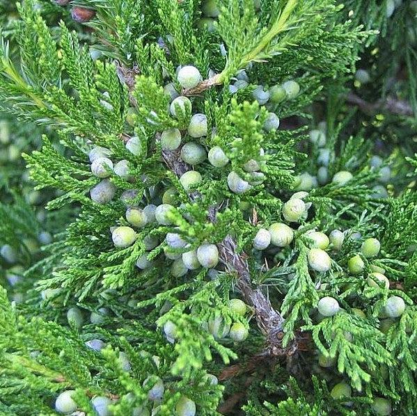 Juniperus virginiana 'Corcorcor' ~ Emerald Sentinel™ Red Cedar – Moon's ...
