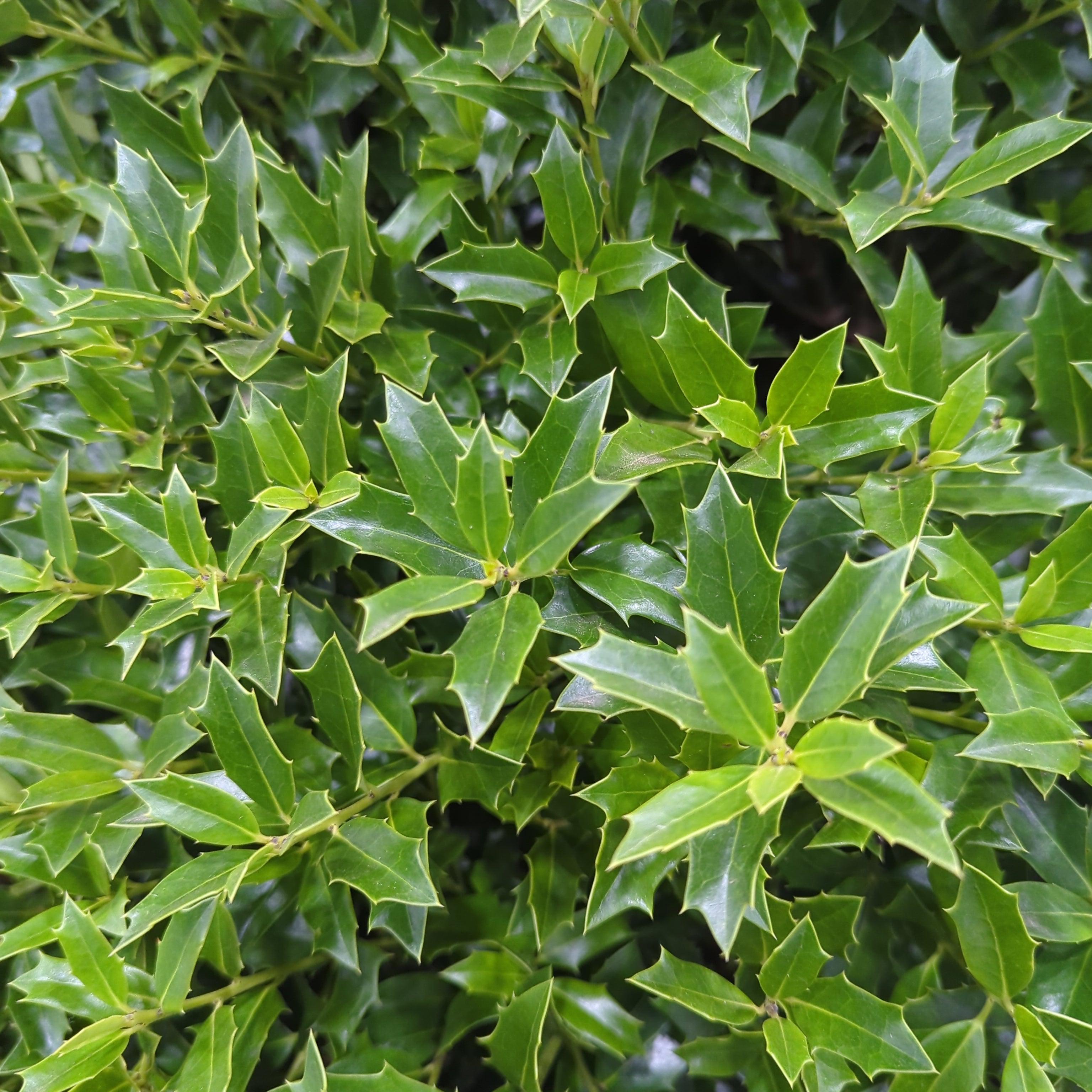 Ilex x 'HL10-90' ~ Christmas Jewel® Holly – Moon's Tree Farm