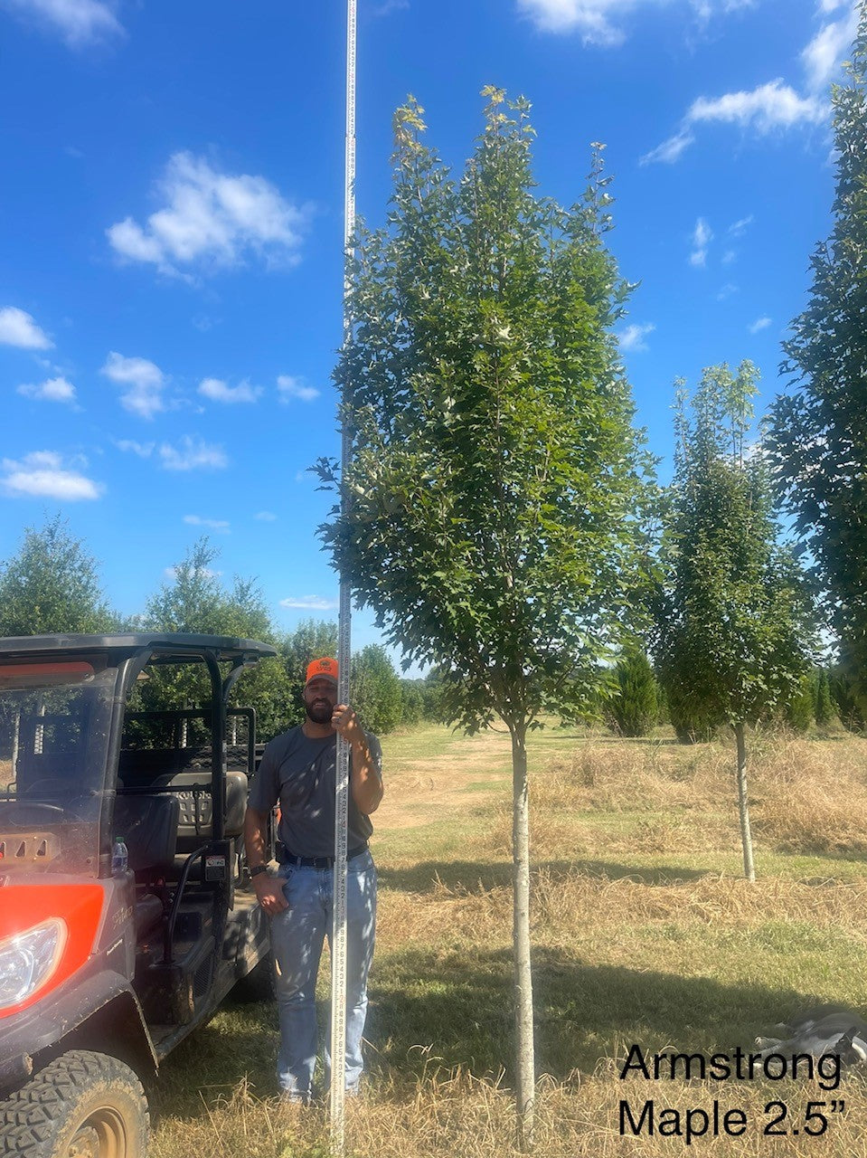 Acer rubrum 'JFS-KW78'~ Armstrong Gold® Arce rojo – Moon's Tree Farm