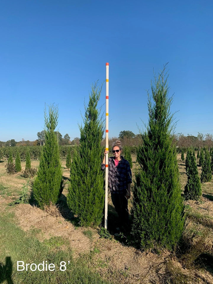 Juniper Brodie Evergreen Tree