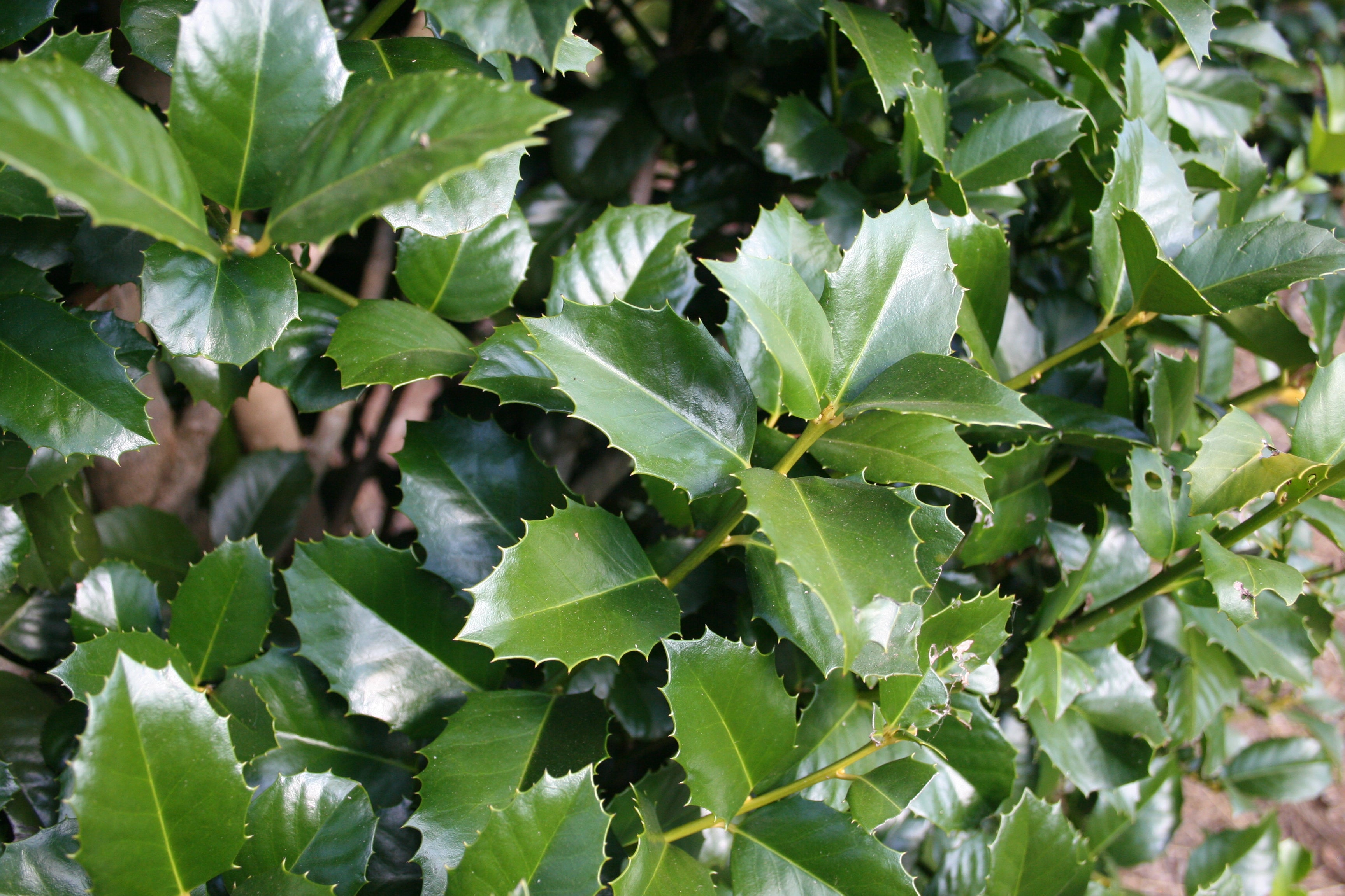 Ilex 'Emily Bruner' ~ Emily Bruner Holly – Moon's Tree Farm