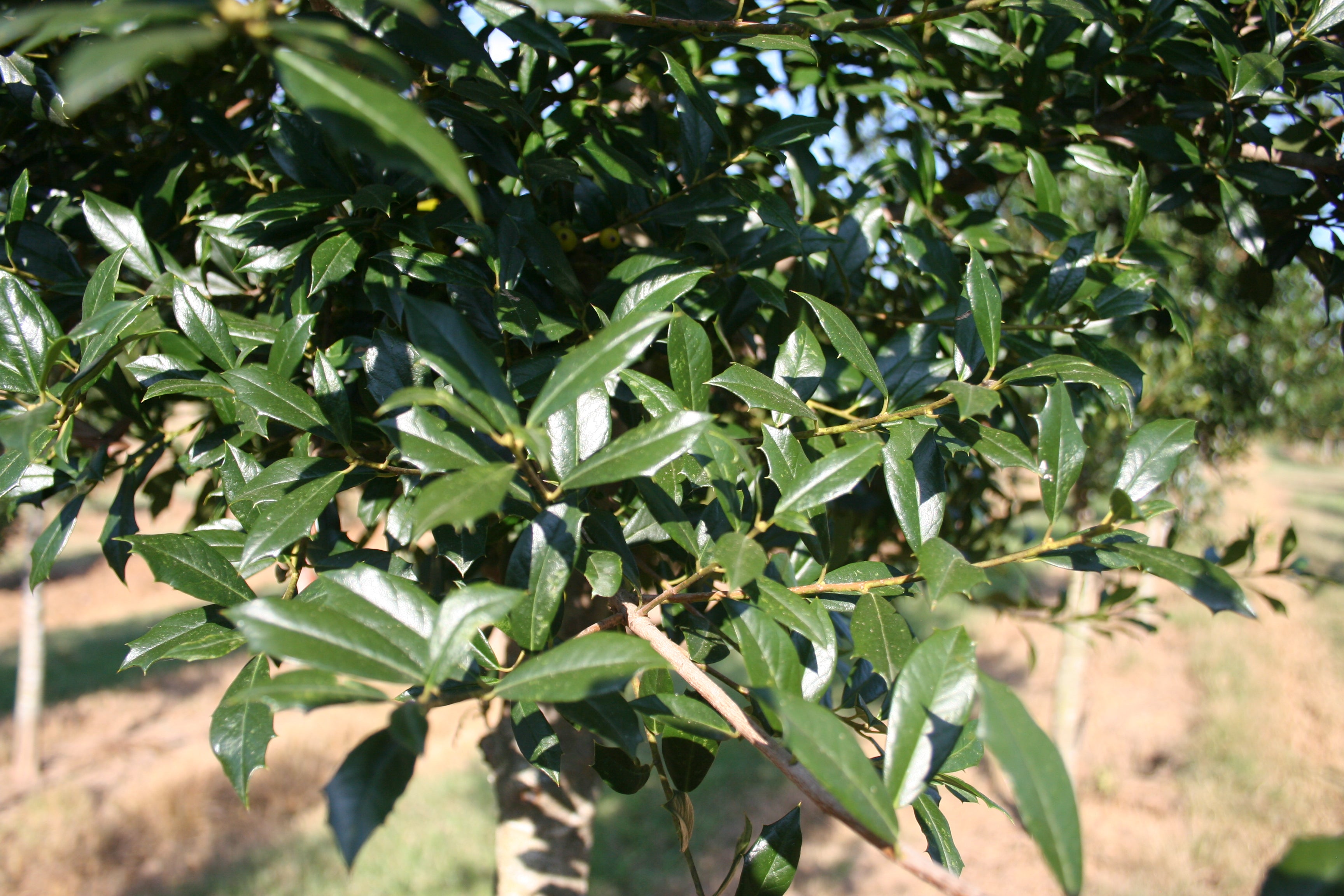 Ilex x attenuata 'Fosteri' ~ Foster Holly – Moon's Tree Farm