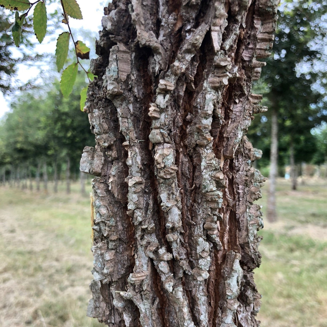 Winged Elm Bark Elms Edisto Island Open Land Trust, South Carolina