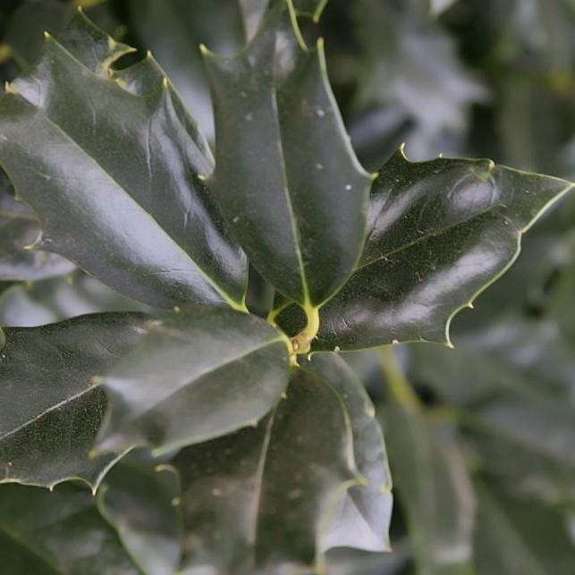 Ilex x 'Conin' ~ Robin™ Holly – Moon's Tree Farm
