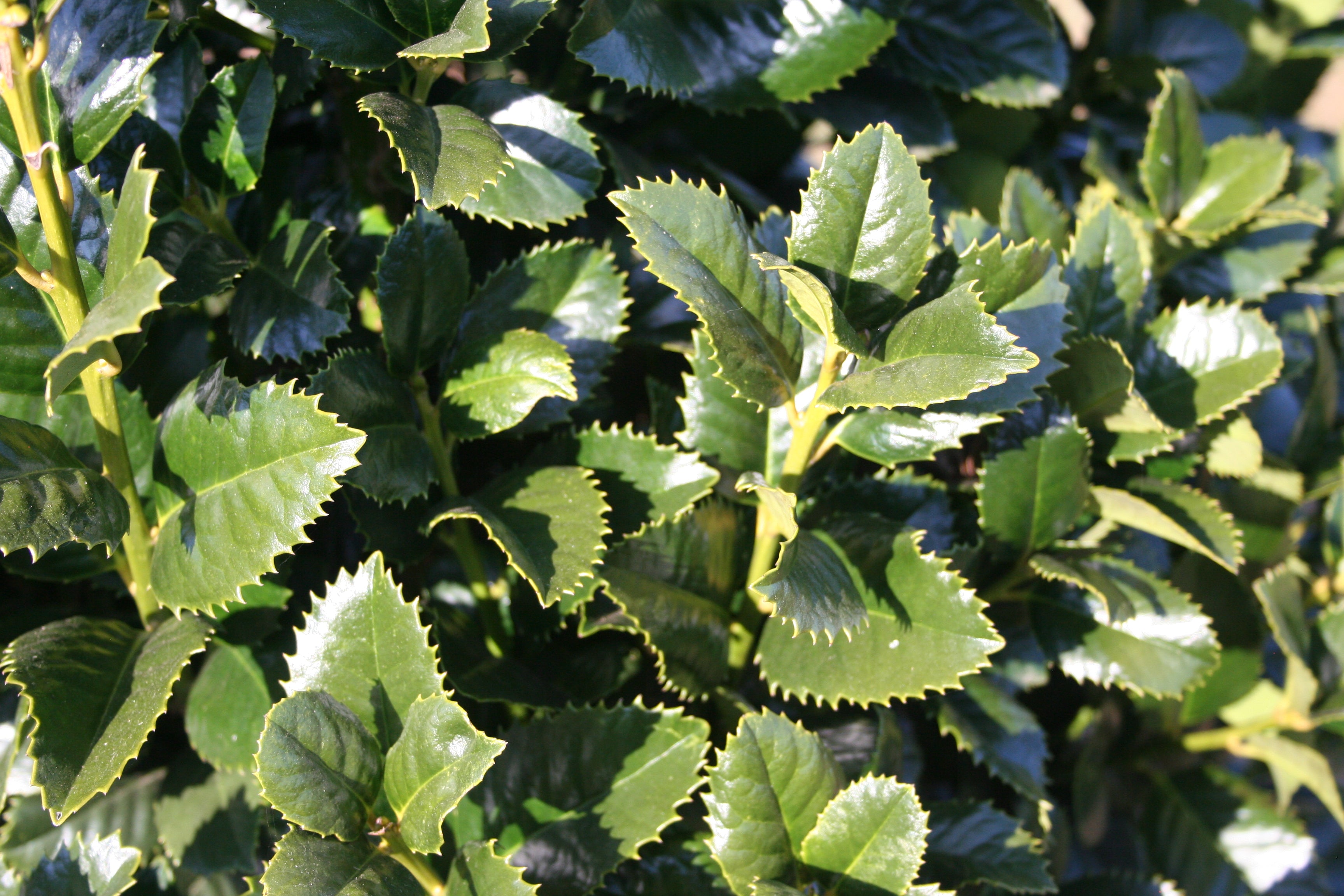 Ilex x 'Conty' ~ Liberty™ Holly – Moon's Tree Farm