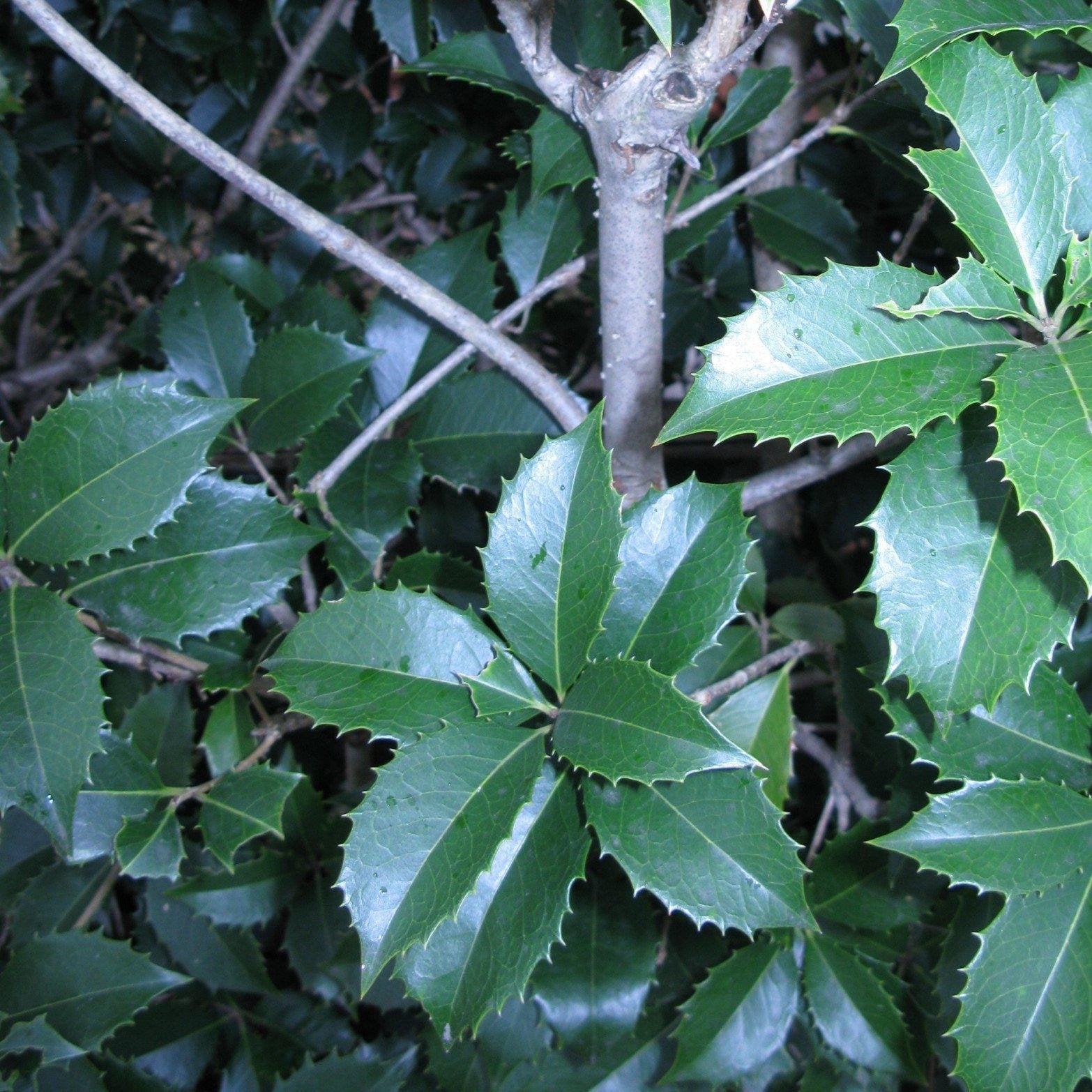 Osmanthus x fortunei 'Fruitlandii' ~ Fruitland Fortune's Tea Olive ...