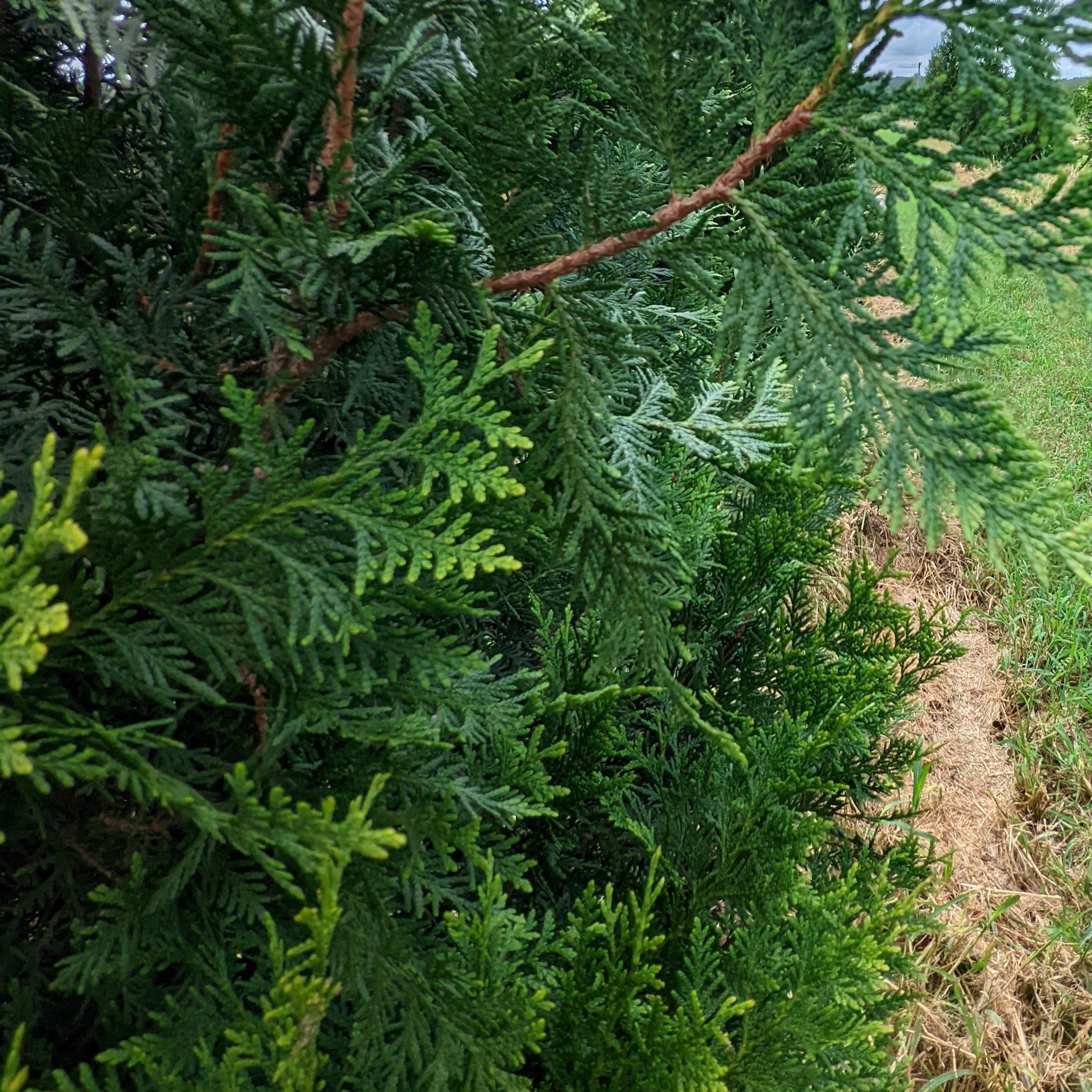 Thuja plicata 'TPMTF' ~ Everyst® Western Cedar – Moon's Tree Farm