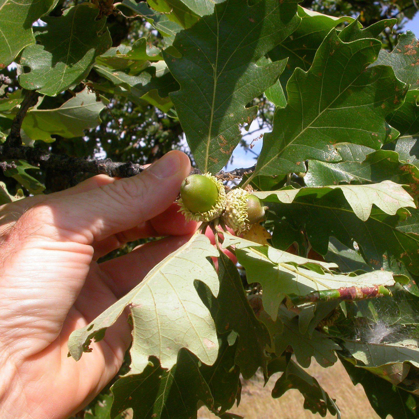 Quercus macrocarpa ~ Bur Oak – Moon's Tree Farm
