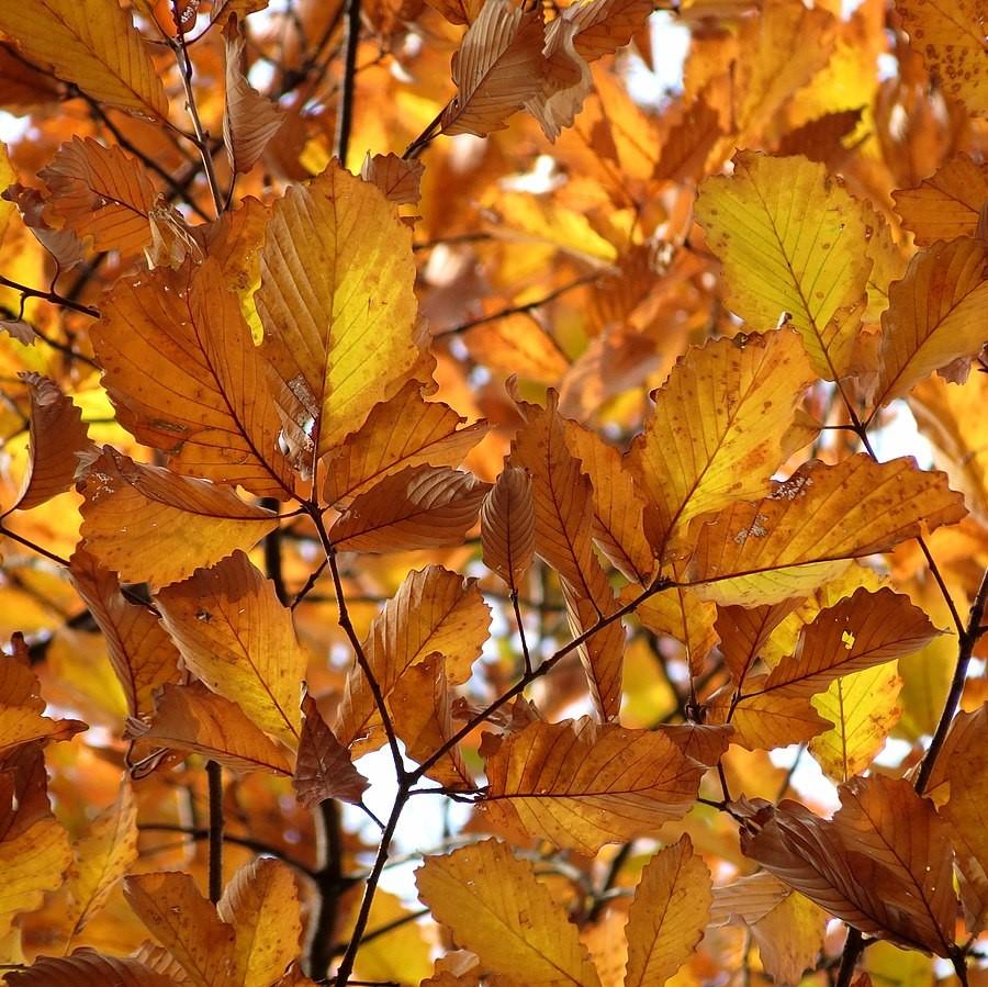 Quercus Prinus Chestnut Oak