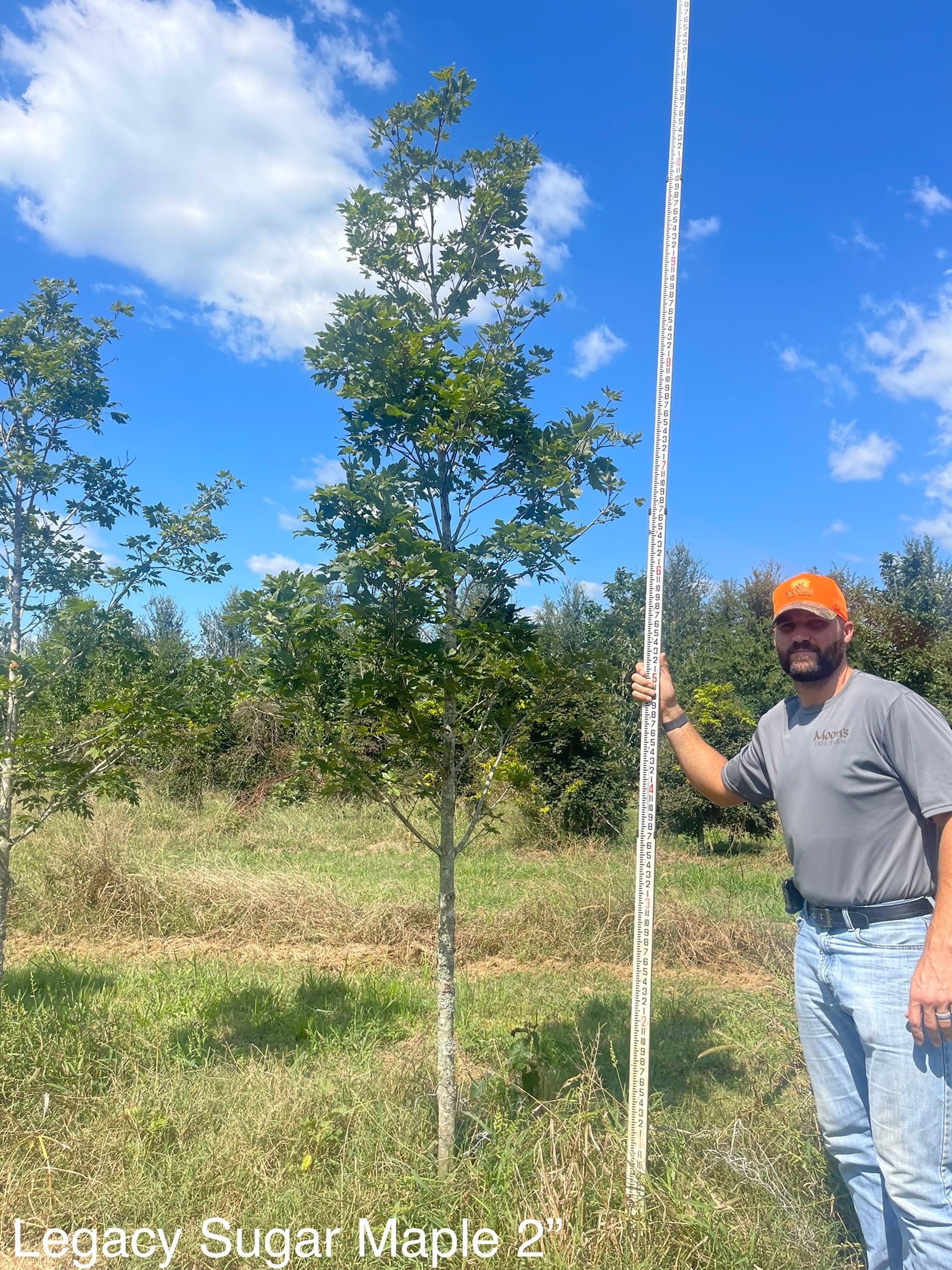 Acer saccharum ~ Sugar Maple – Moon's Tree Farm